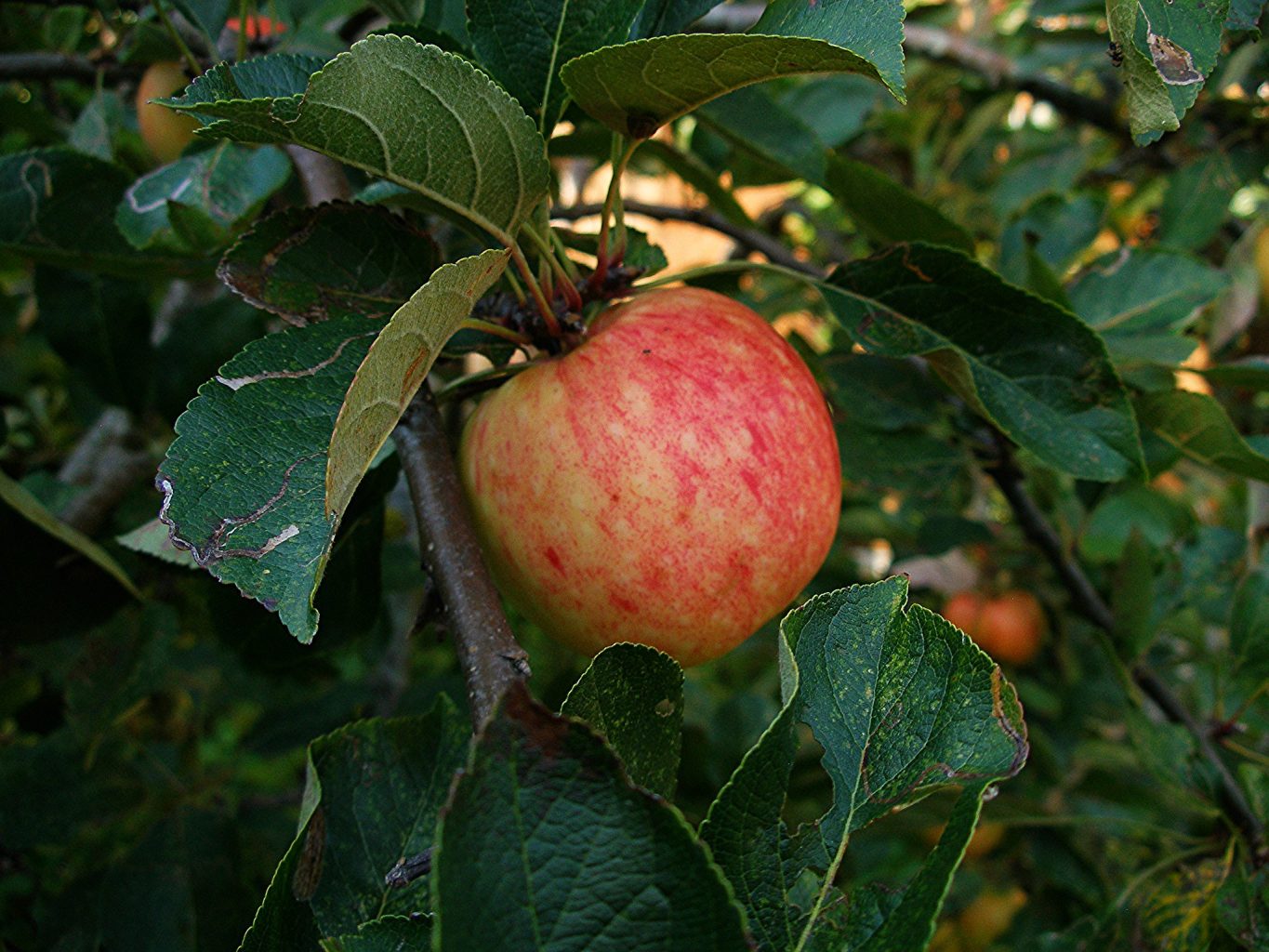 Sunset Apple – St Monans