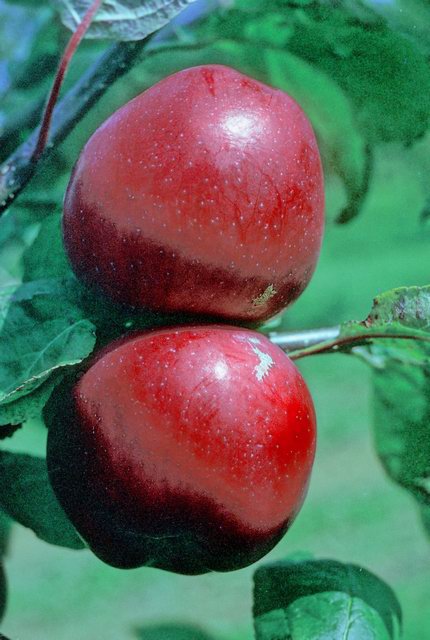 George Cave – St Monans