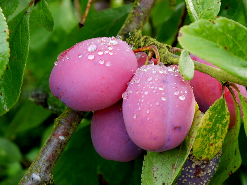 Victoria Plum – St Monans